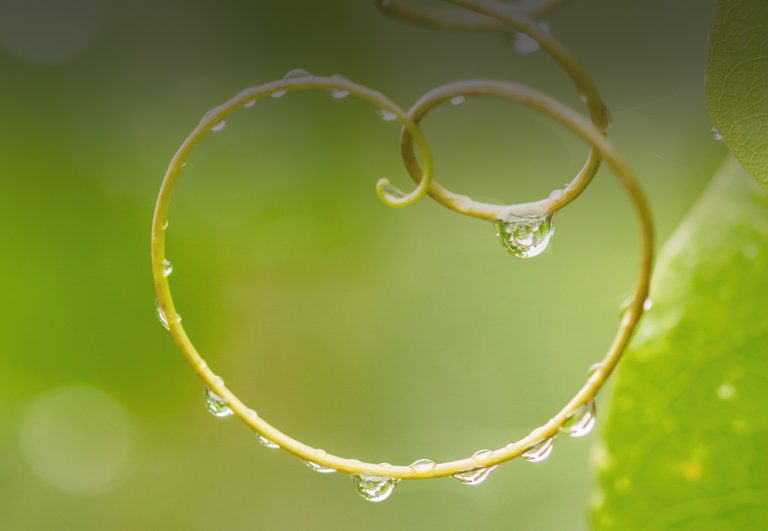 Сембодиа ООД - Торове и Семена | Sembodja.bg