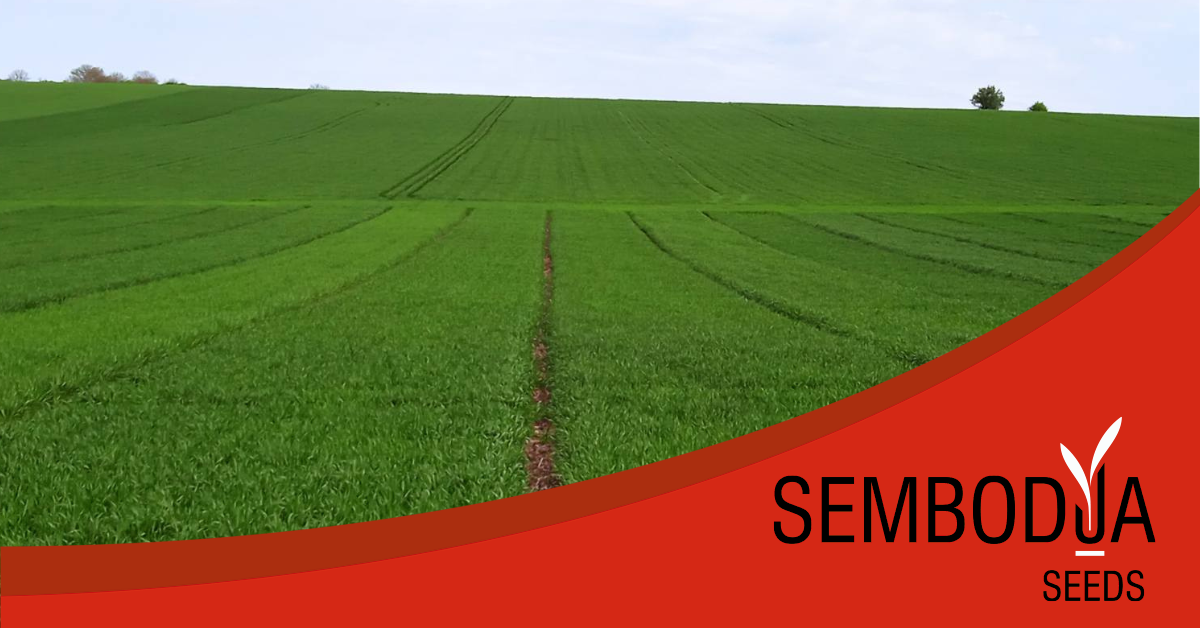 Срок и сеитбена норма – добър старт или начало на проблеми | Sembodja.bg