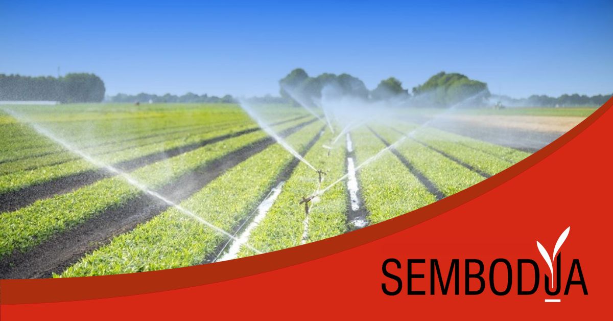 Увеличаващото се почвено засоляване – проблеми и решения | Sembodja.bg