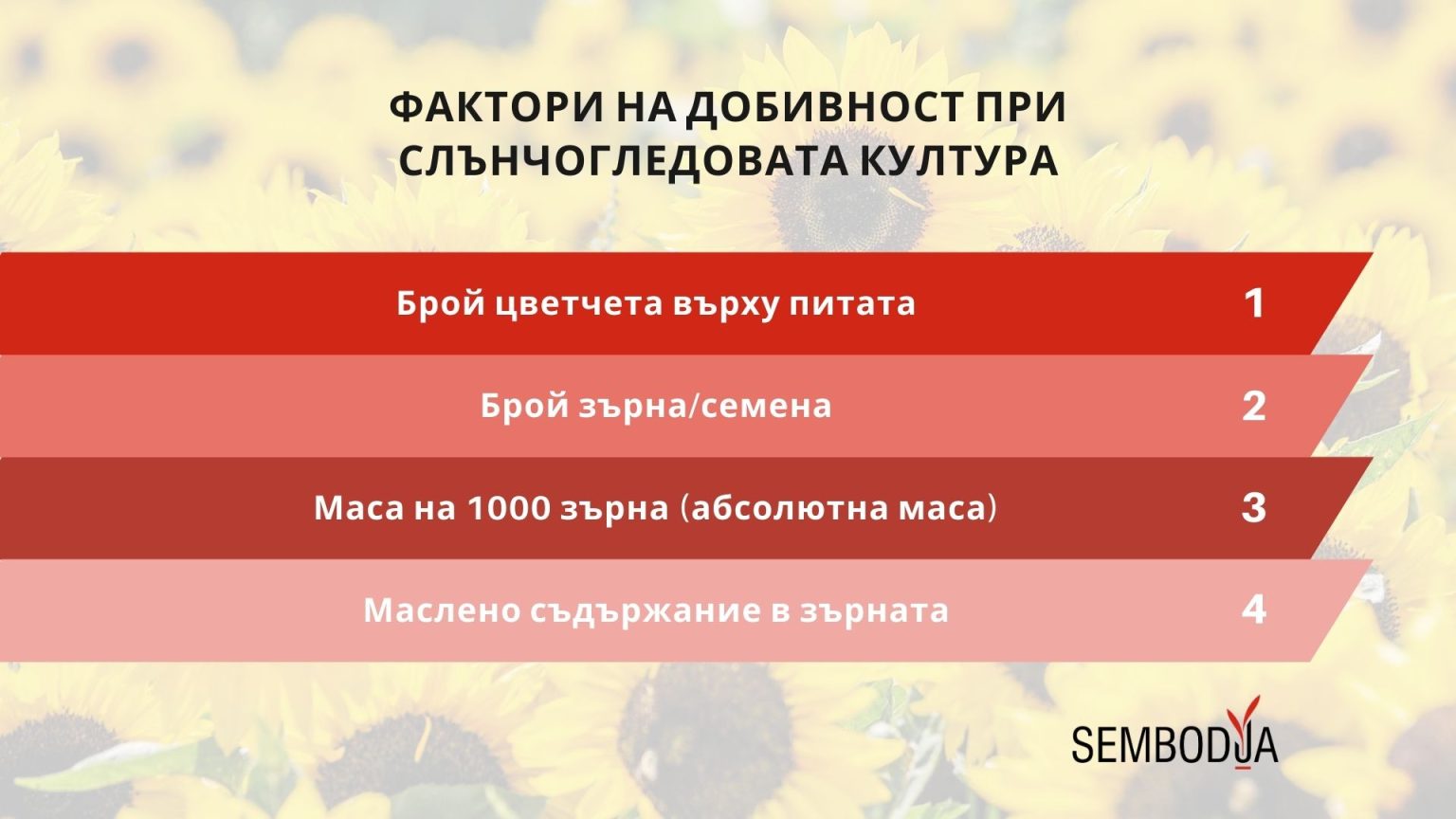 Технологични моменти при отглеждане на слънчоглед | Sembodja.bg
