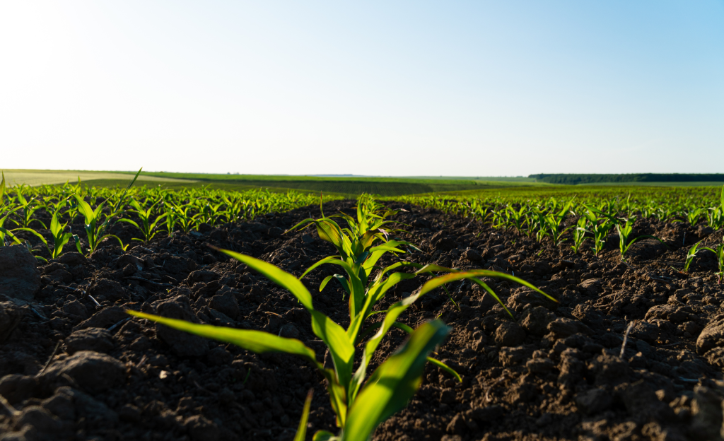 Сембодиа ООД - Торове и Семена | Sembodja.bg