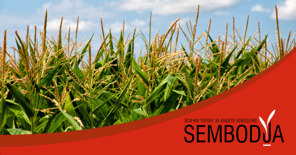 Технологични моменти при отглеждане на царевица | Sembodja.bg