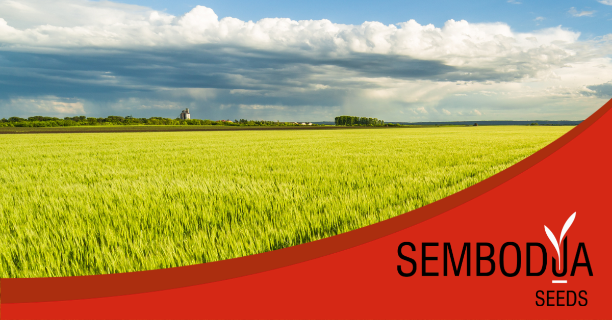 Резултати житни култури 2024 | Sembodja.bg