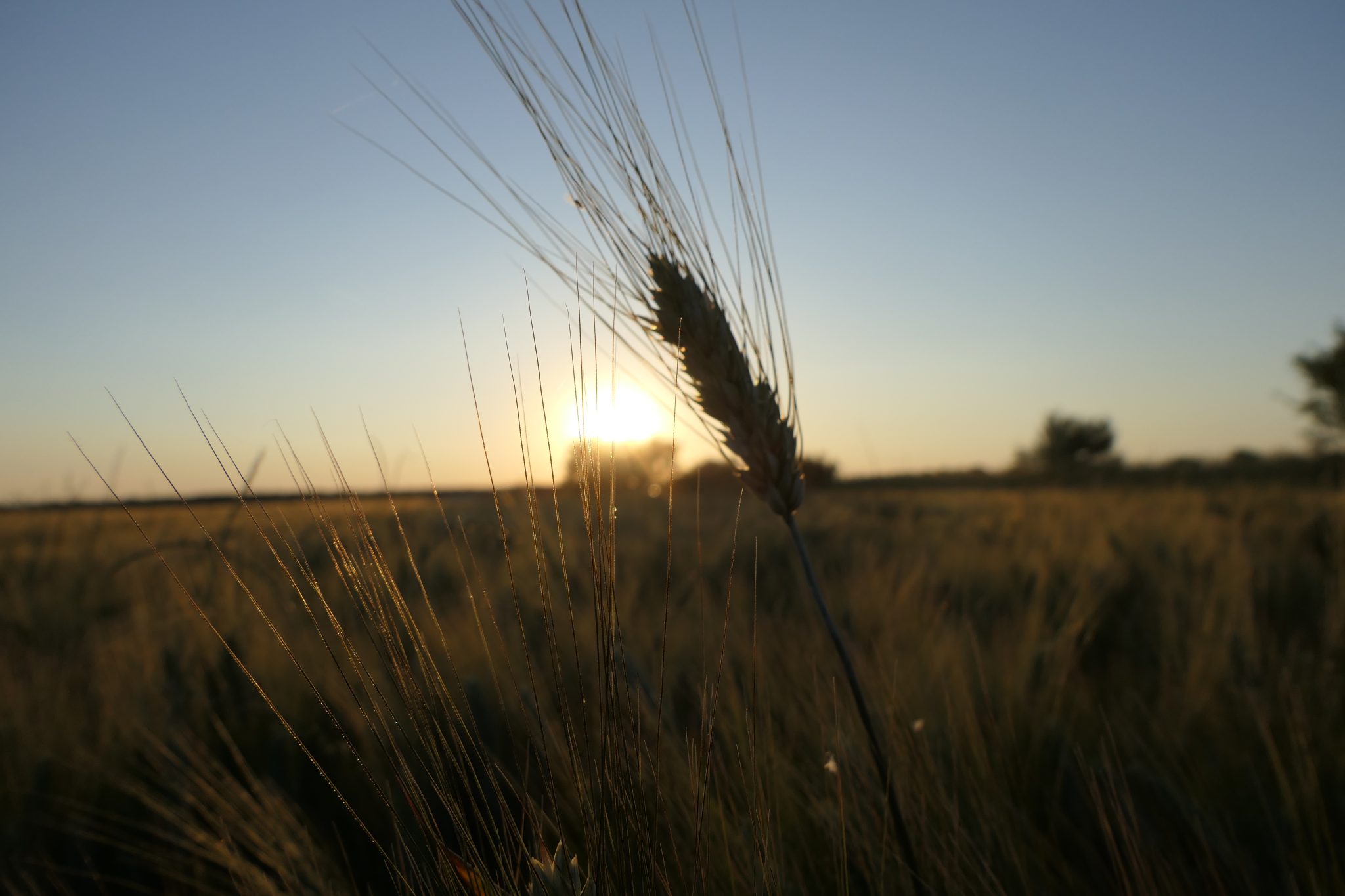 Сембодиа ООД - Торове и Семена | Sembodja.bg